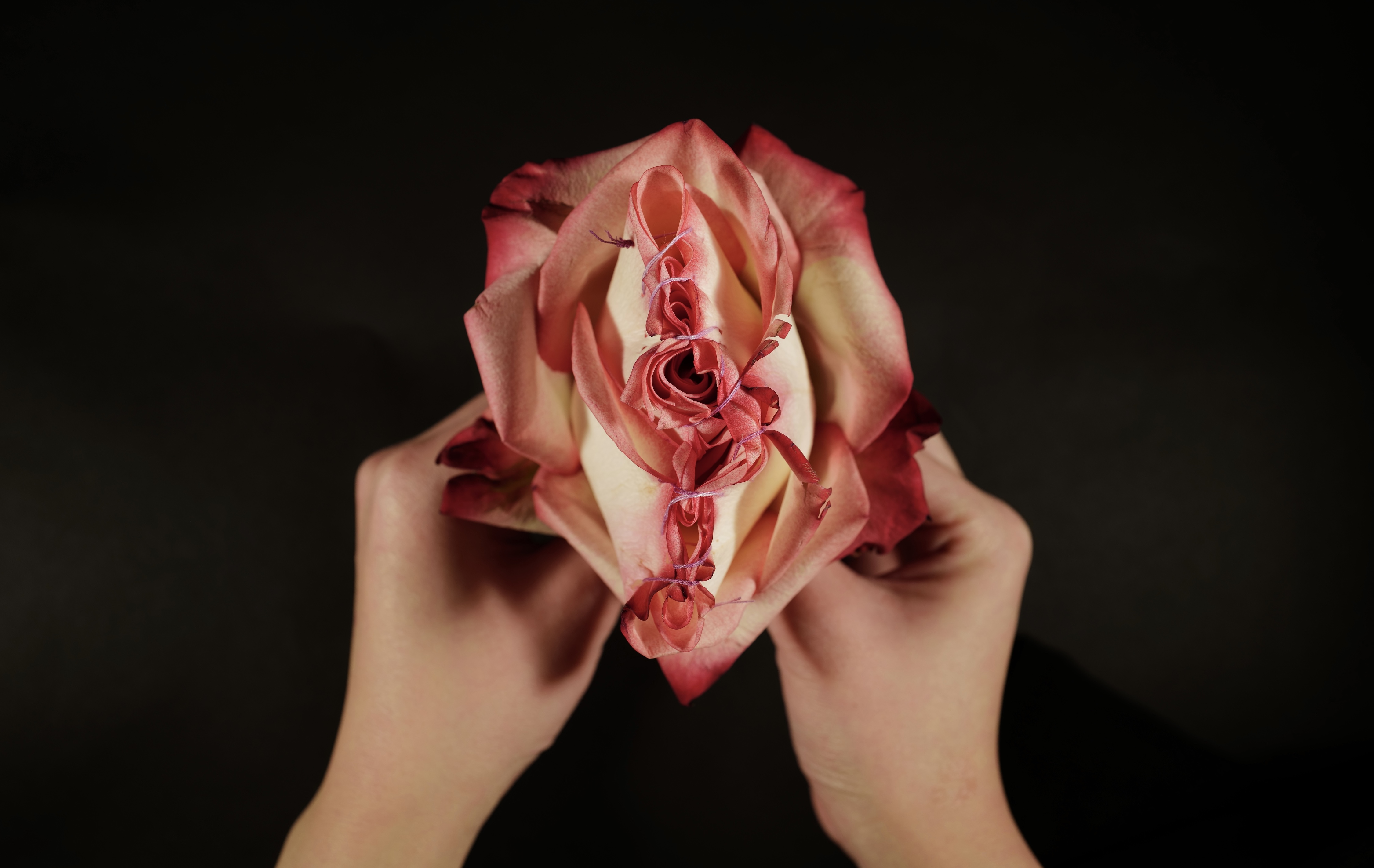 Rose is a rose is a rose is a rose - Sonia Shi - UAL Showcase