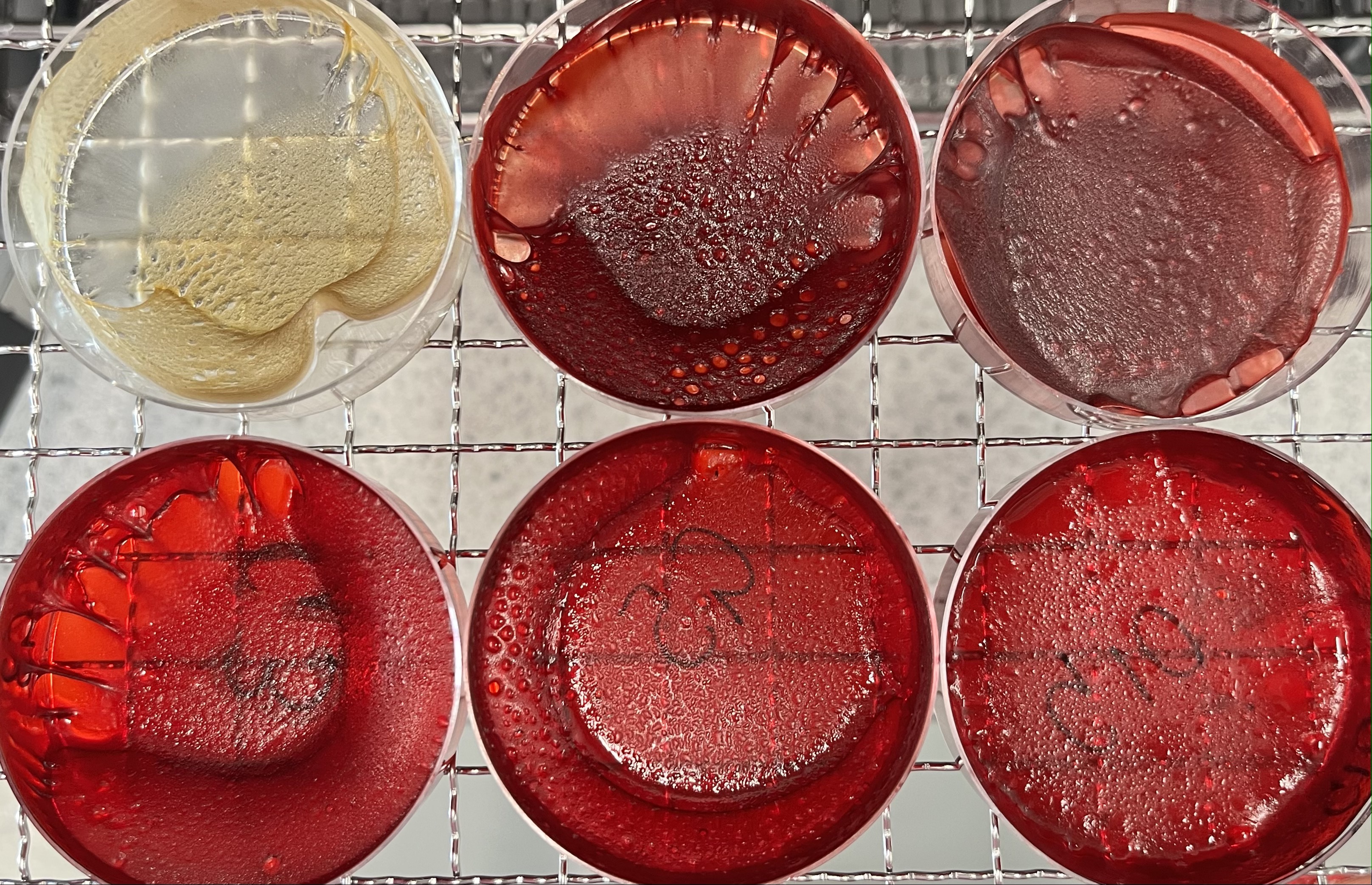 Exploring Flax Seed Mucilage for Colour Cosmetics - Rosie Warren - UAL ...